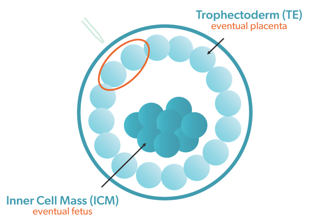 Transferring Mosaic Embryos - Embryo Mosaicism - Austin Fertility Center